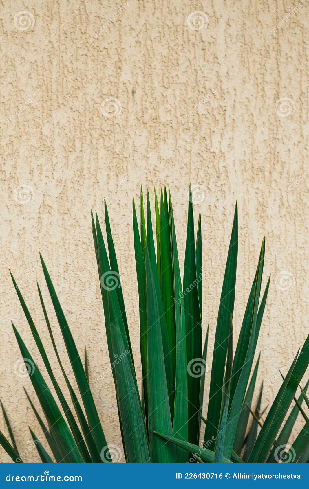 Yucca Leaves On A Wall Background Stock Image | CartoonDealer.com ...