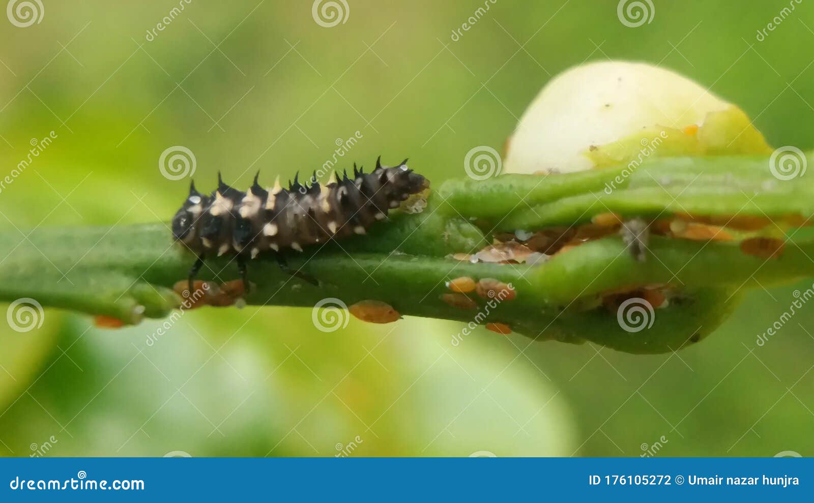Spiky Insect on Lemon Branch Micro View Stock Photo - Image of ...