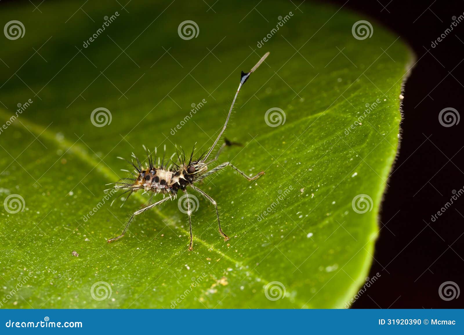 Leaf-footed Stink Bug Sitting On A Garden Hedge. Coreidae Sap-sucking ...