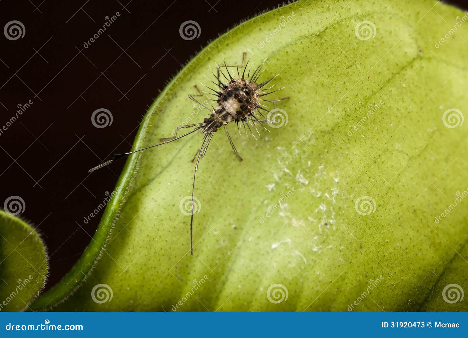 Leaf-footed Stink Bug Sitting On A Garden Hedge. Coreidae Sap-sucking ...