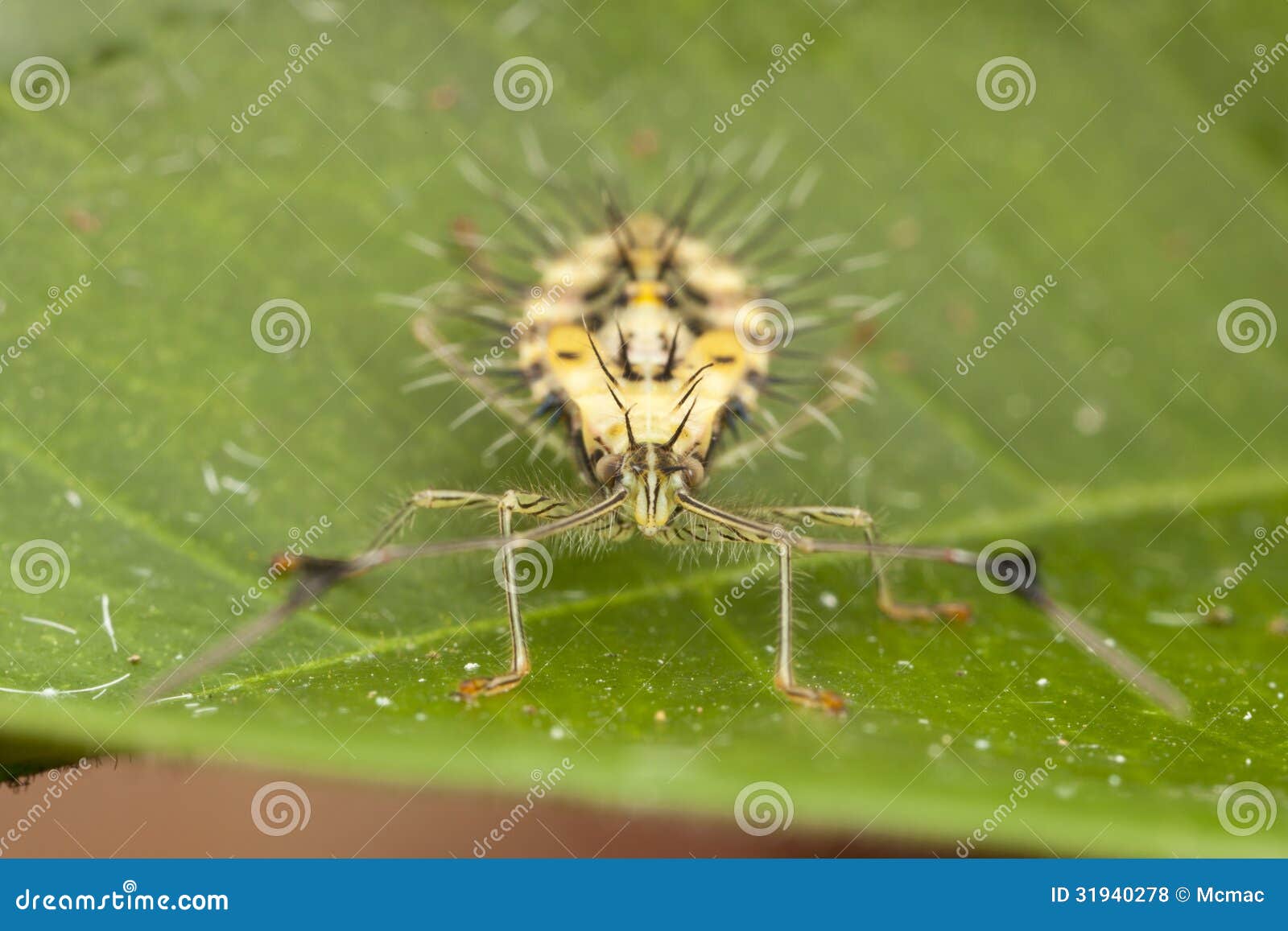 Leaf-footed Stink Bug Sitting On A Garden Hedge. Coreidae Sap-sucking ...