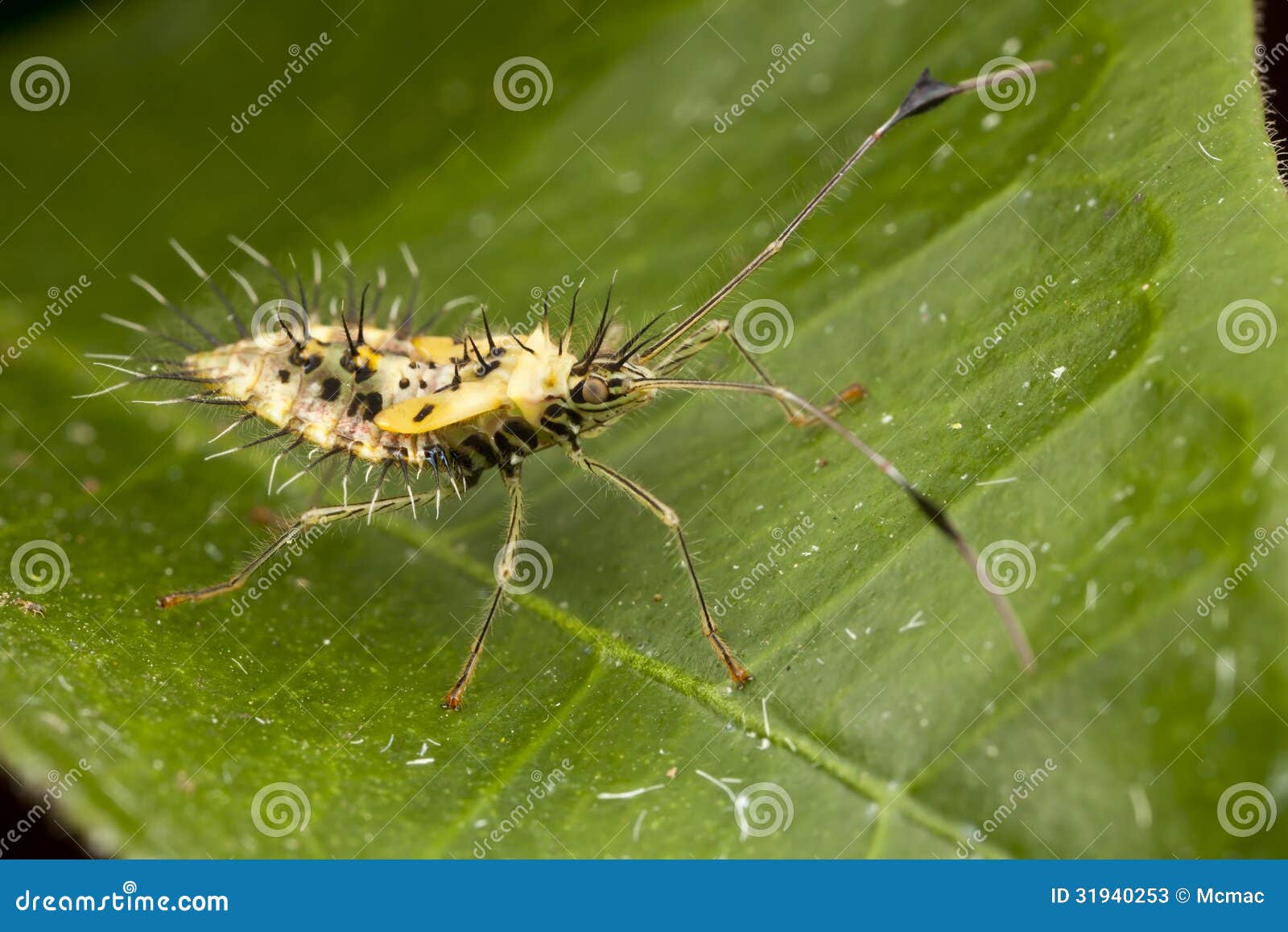 Leaf-footed Stink Bug Sitting On A Garden Hedge. Coreidae Sap-sucking ...