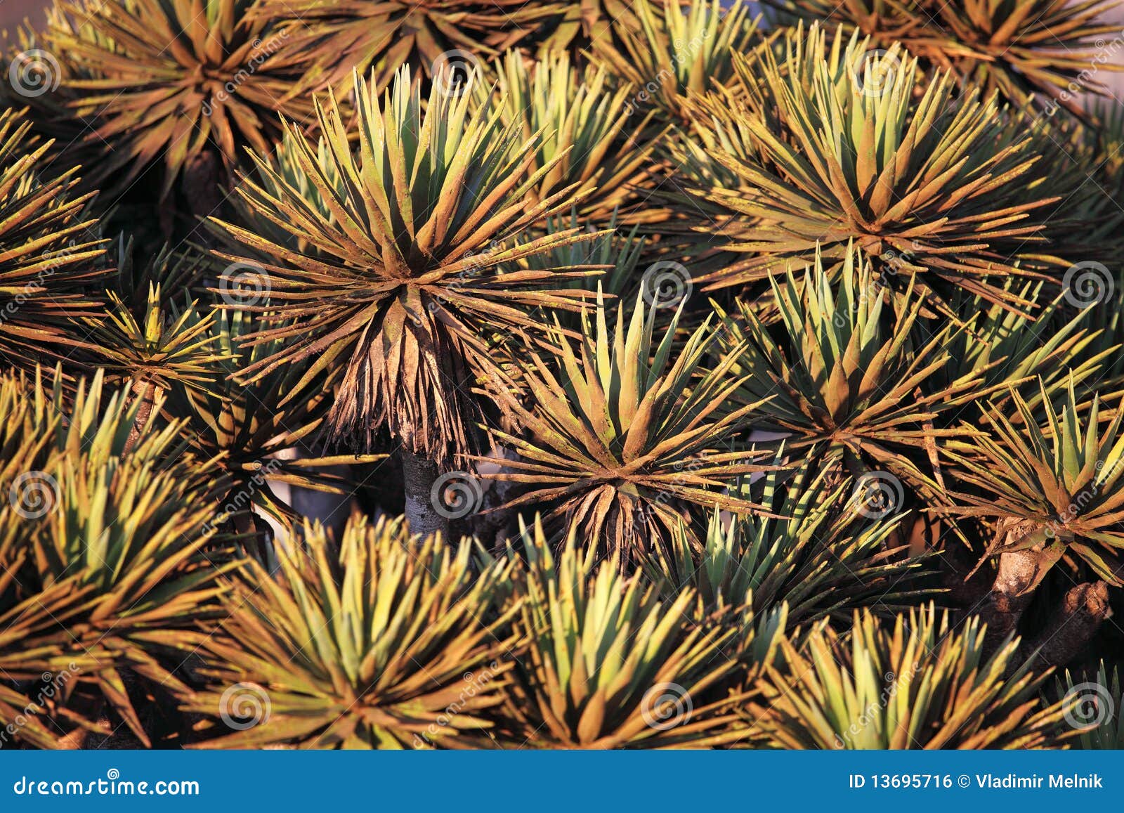 Spiky Leaves of Dragon Tree Stock Photo - Image of cactus, spiky: 13695716