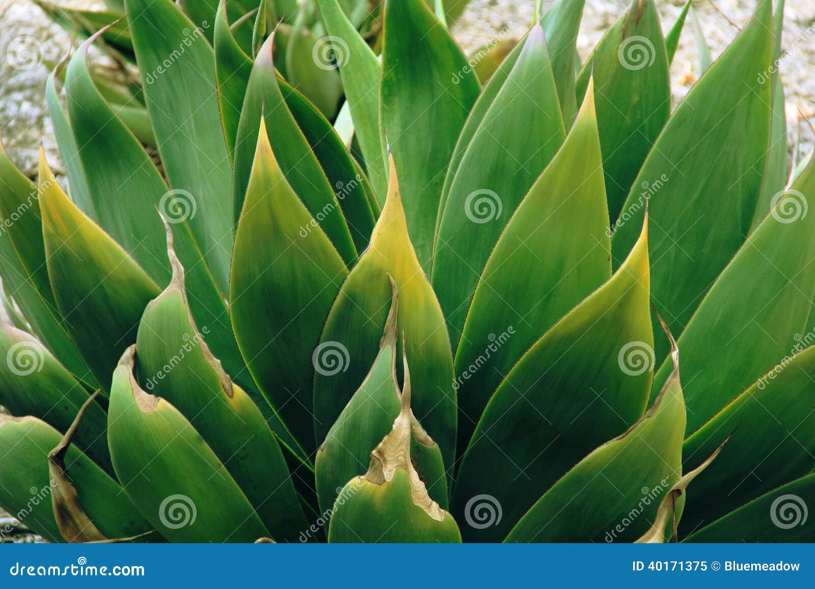 Spiky leaves stock image. Image of palm, tropical, botany - 40171375