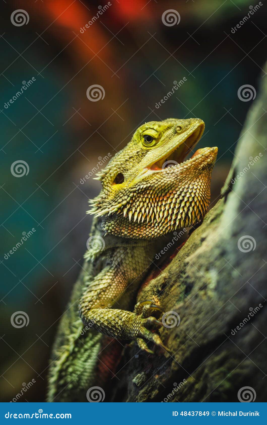 Spiky lizards stock image. Image of scaly, lizards, australia - 48437849