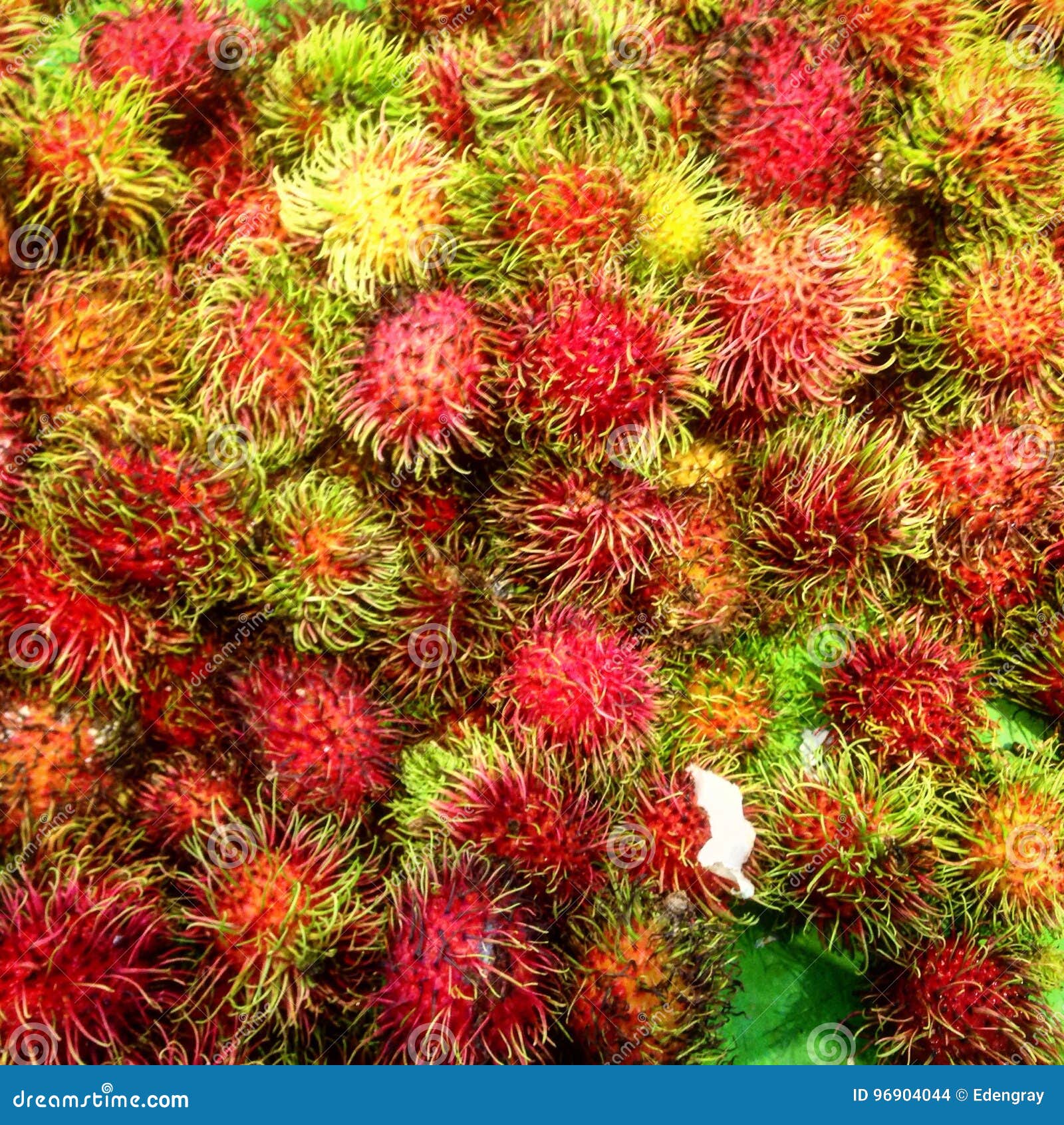 Spiky lychee stock photo. Image of pretty, fruit, lychee - 96904044