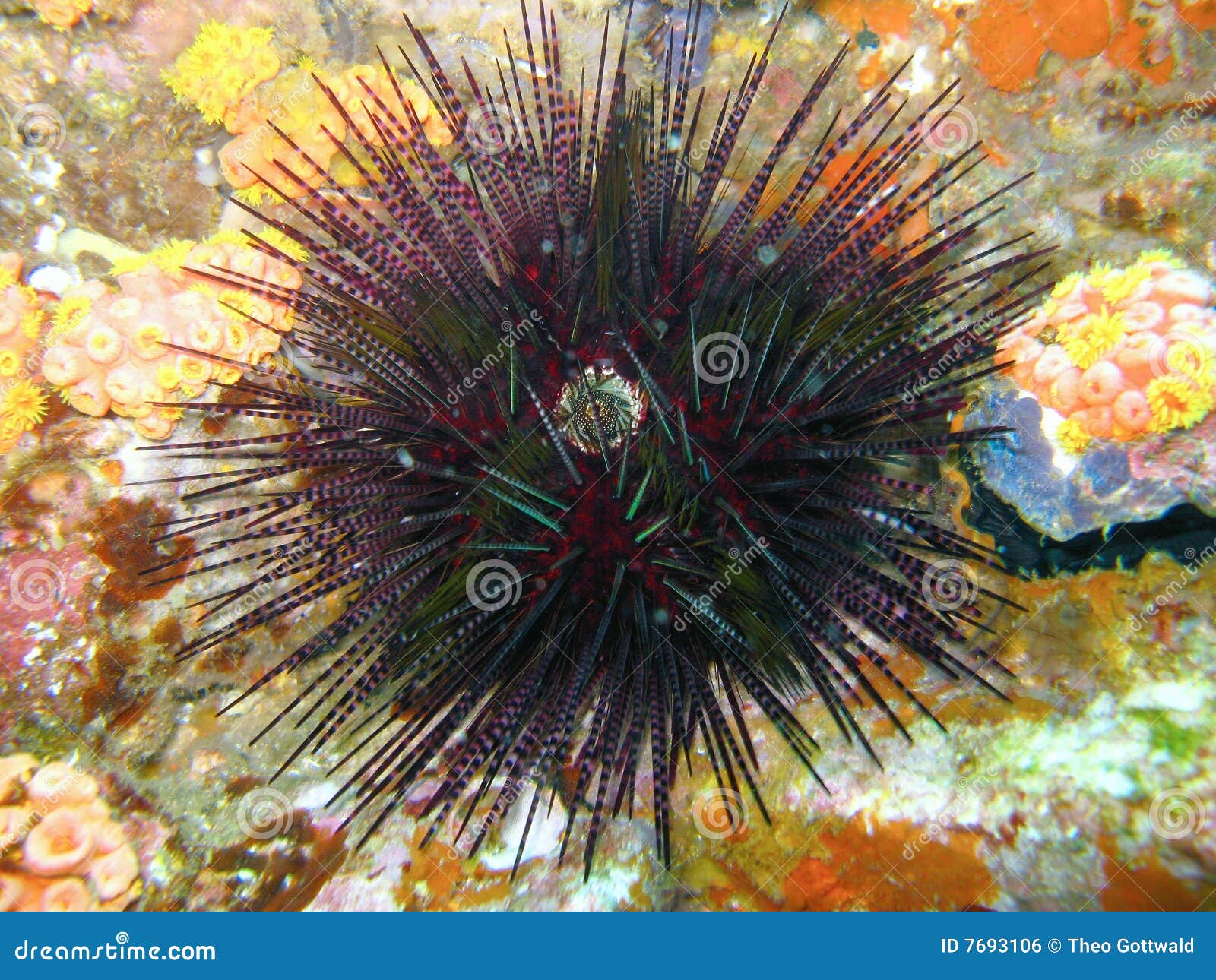 Spiky Marine Creature stock photo. Image of reef, underwater - 7693106
