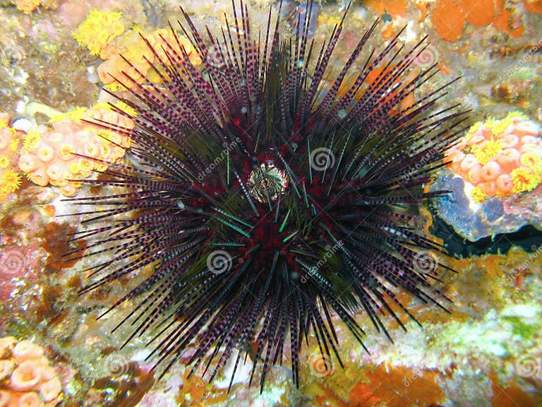 Spiky Marine Creature stock photo. Image of reef, underwater - 7693106