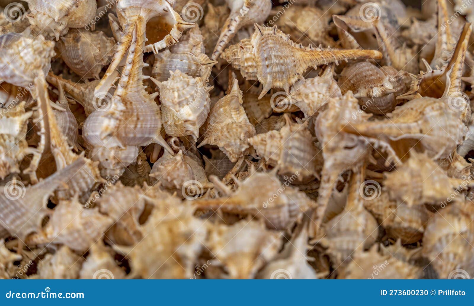 Spiky marine snail shells stock photo. Image of coiled - 273600230