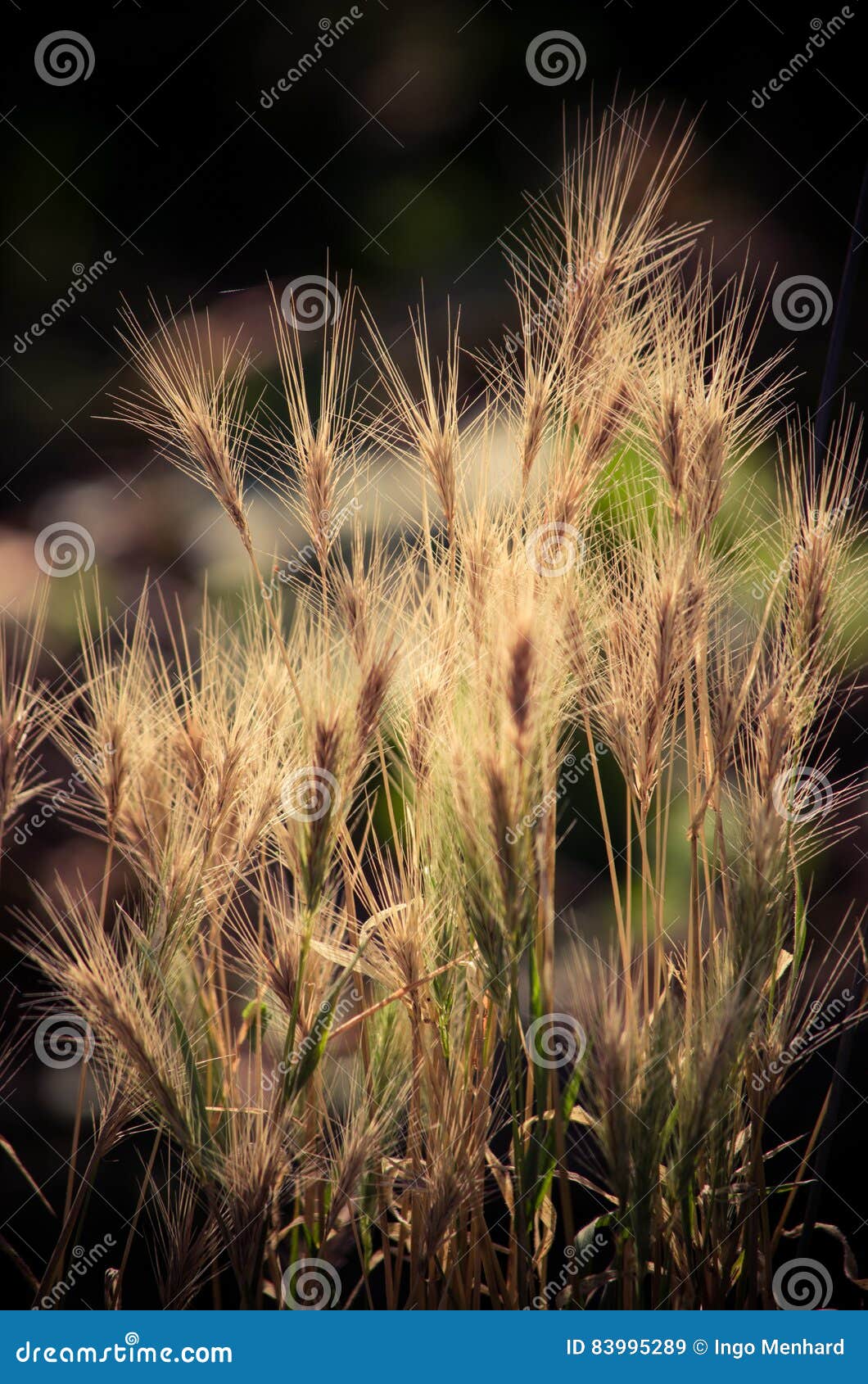 Spiky plants stock image. Image of background, plant - 83995289