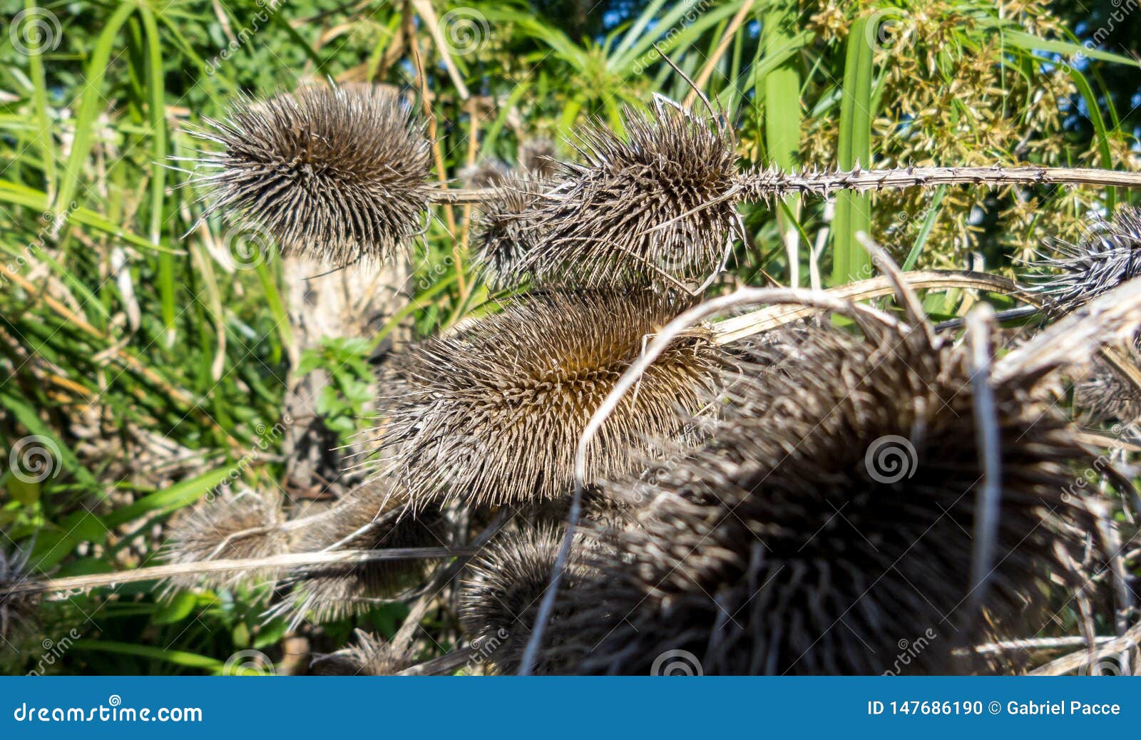 Spiky plants, dried stock photo. Image of nature, environment - 147686190
