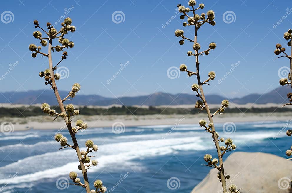 Spiky Plants in Front of Beach Stock Photo - Image of front, spiky ...