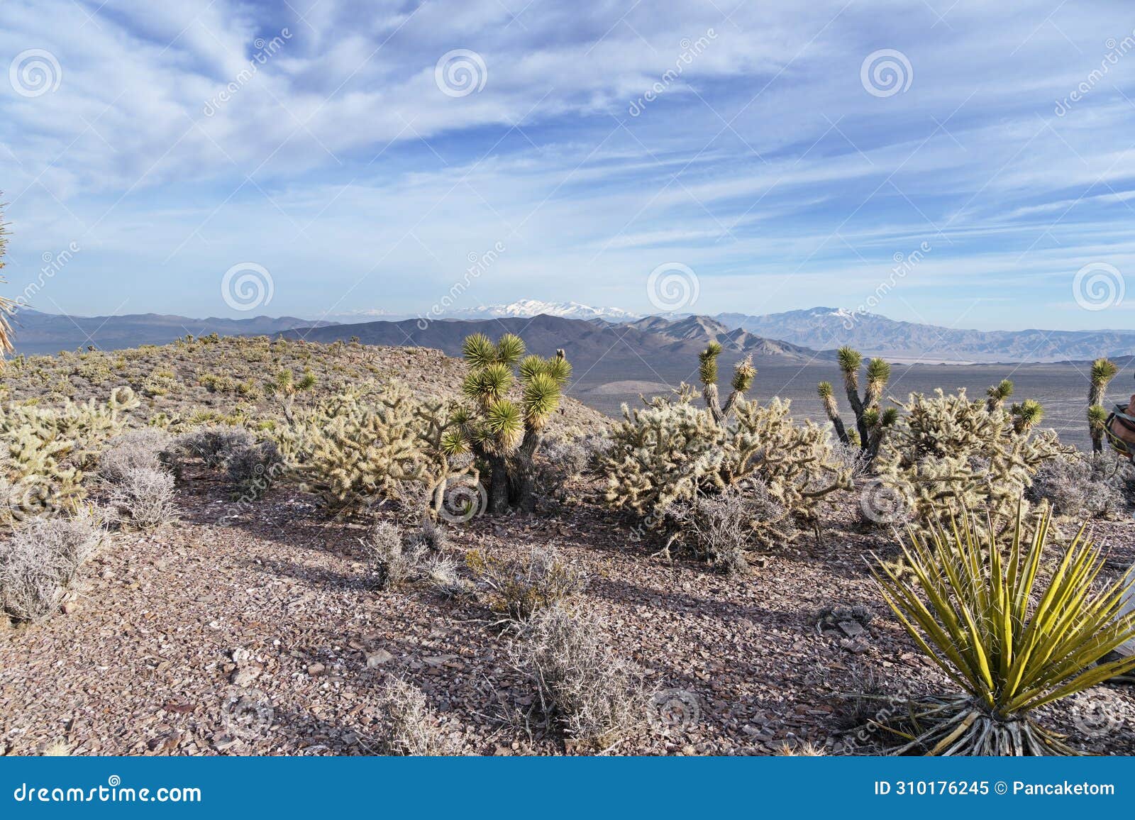 Spiky Plants in the Mojave Desert in the Winter Stock Image - Image of ...