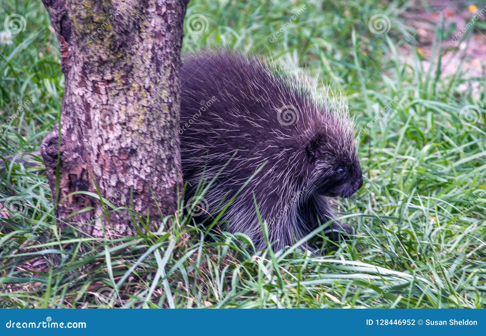 Spiky porcupine by a tree stock photo. Image of erethizon - 128446952