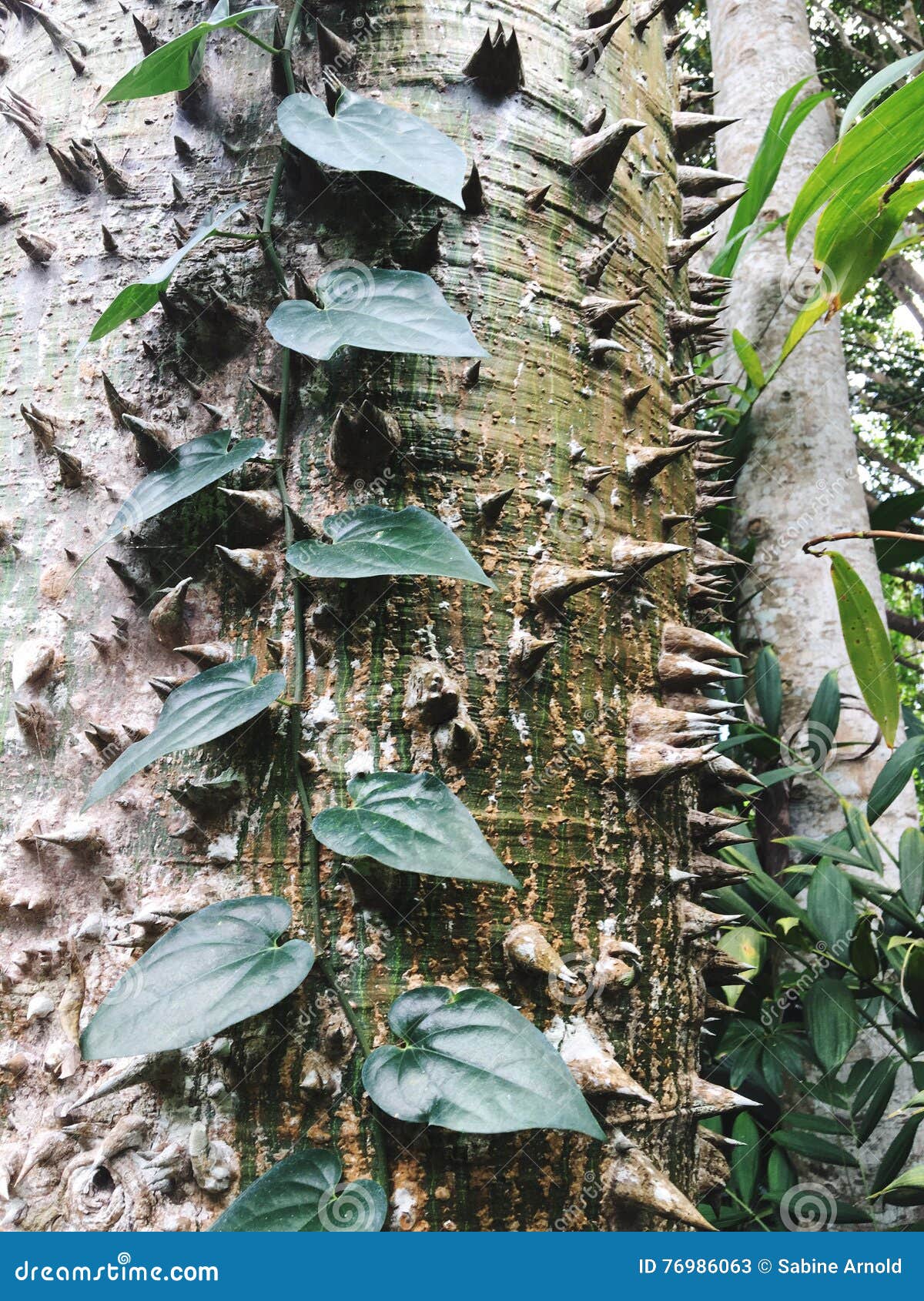 Spiky rainforest giant stock image. Image of floss, forest - 76986063