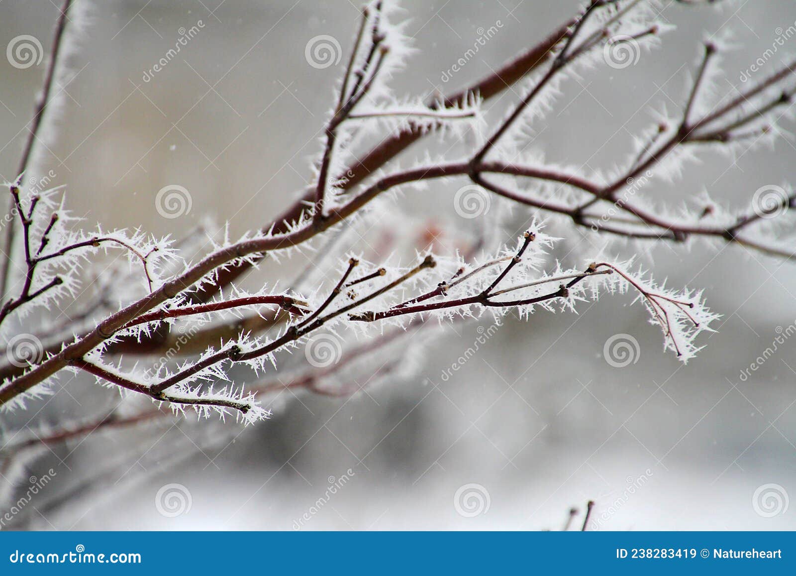Spiky Rime Ice Coated Brown Branches in Winter Stock Image - Image of ...