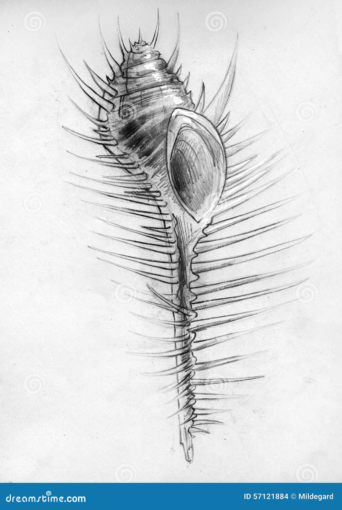 Spiky Sea Shell Pencil Sketch Stock Illustration - Illustration of ...