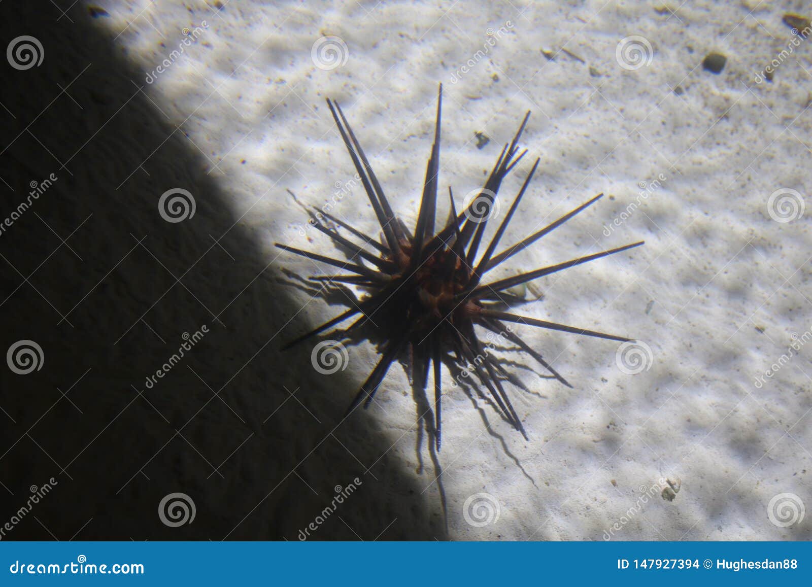 Sea urchin stock photo. Image of underwater, shellfish - 147927394