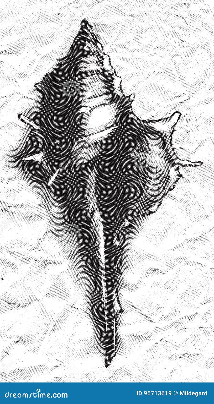 Spiky seashell - etching stock illustration. Illustration of shell ...