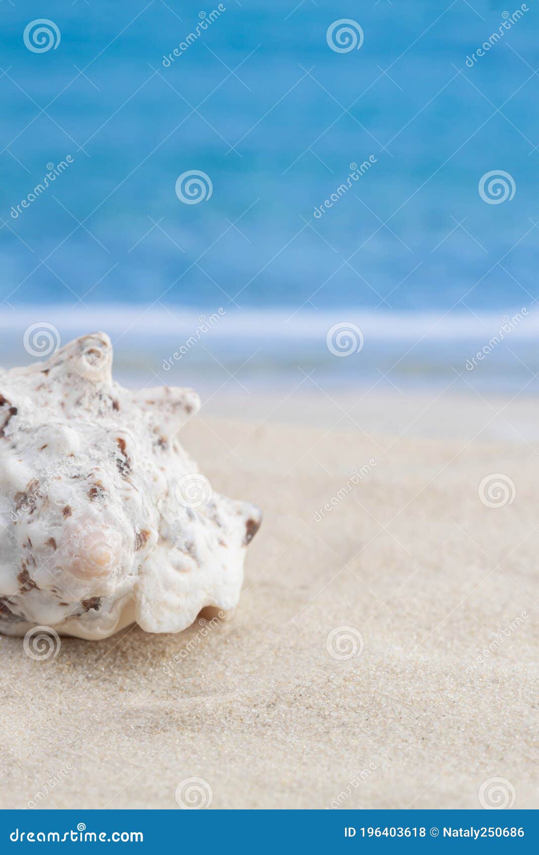 Spiky Seashell Standing on Sandy Tropical Beach Surface and Sea or ...