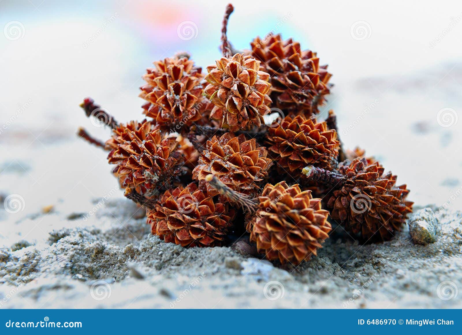 Spiky Seed stock photo. Image of bizarre, plants, flower - 6486970