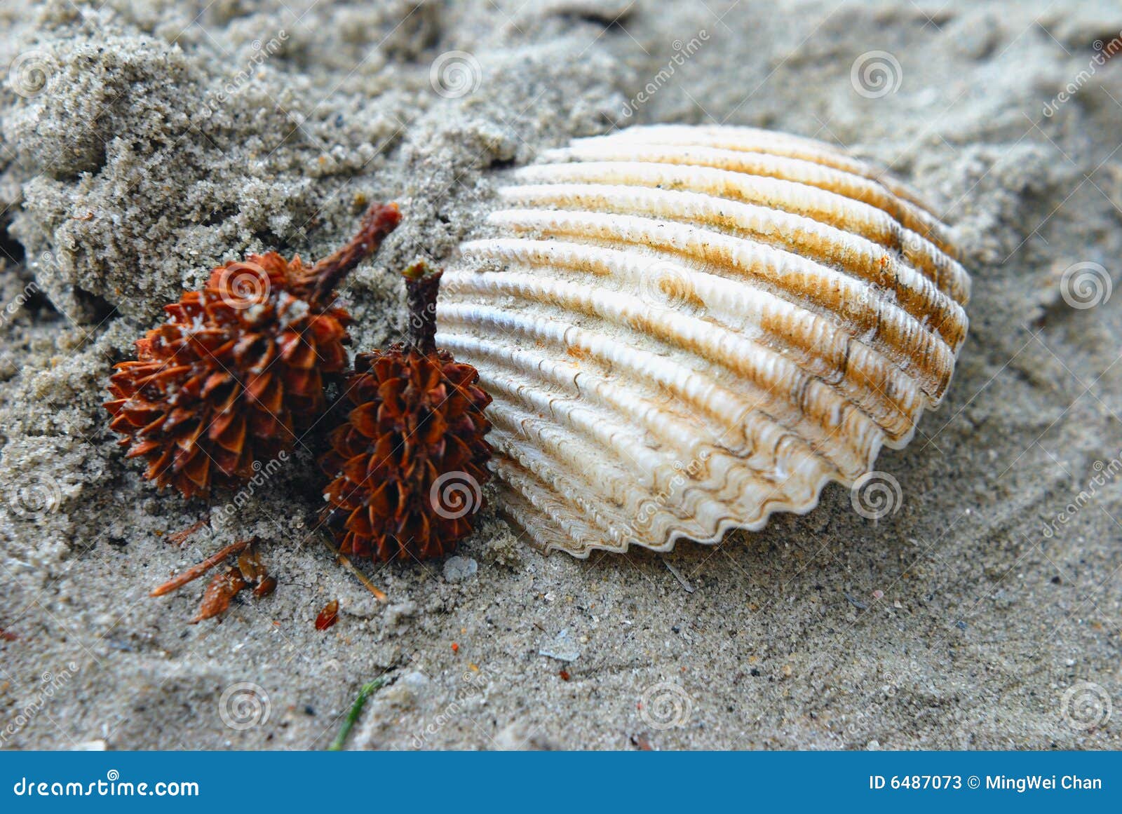 Spiky Seed stock image. Image of beauty, seashell, plants - 6487073