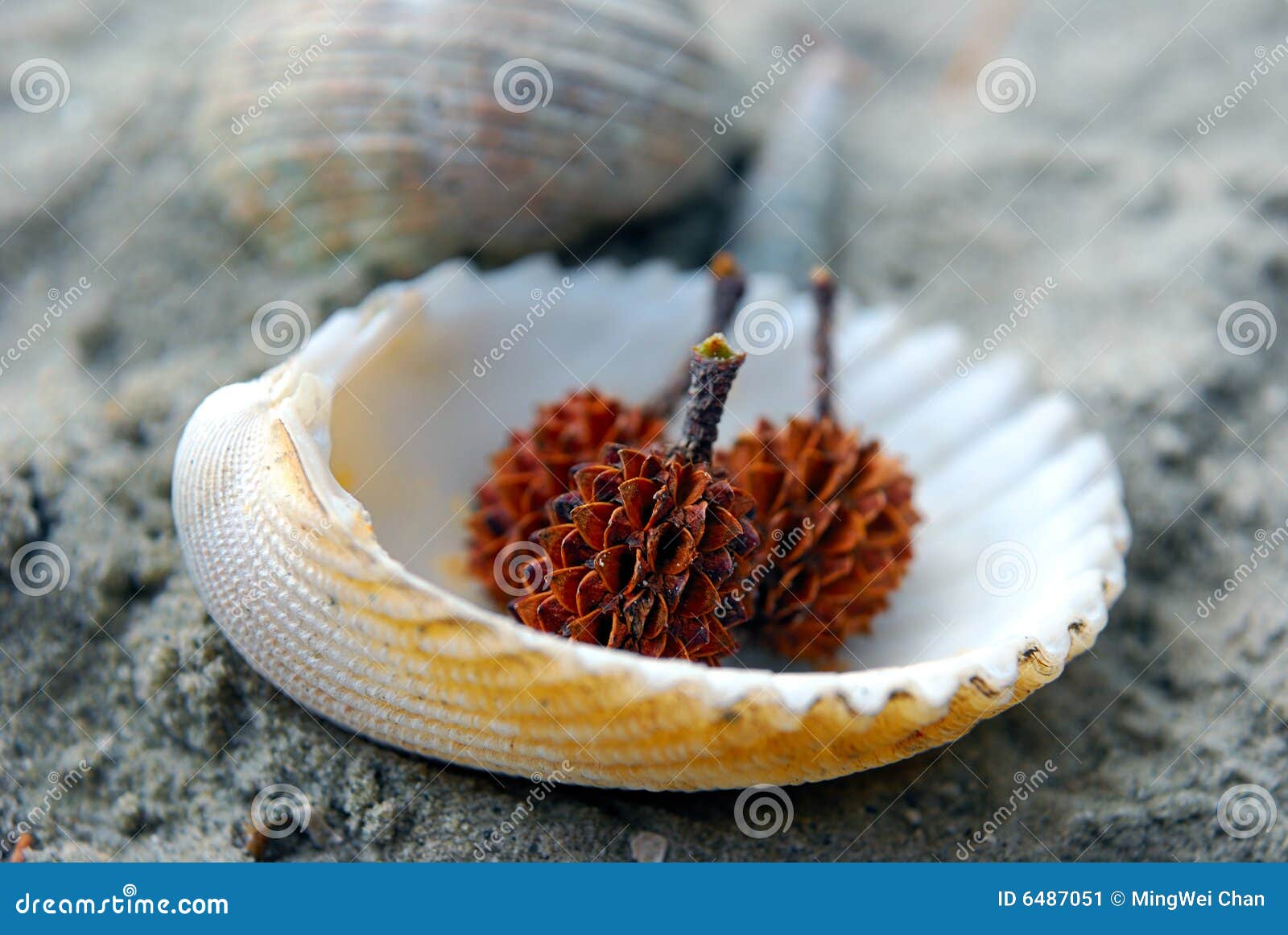 Spiky Seed on seashell stock image. Image of spiky, close - 6487051