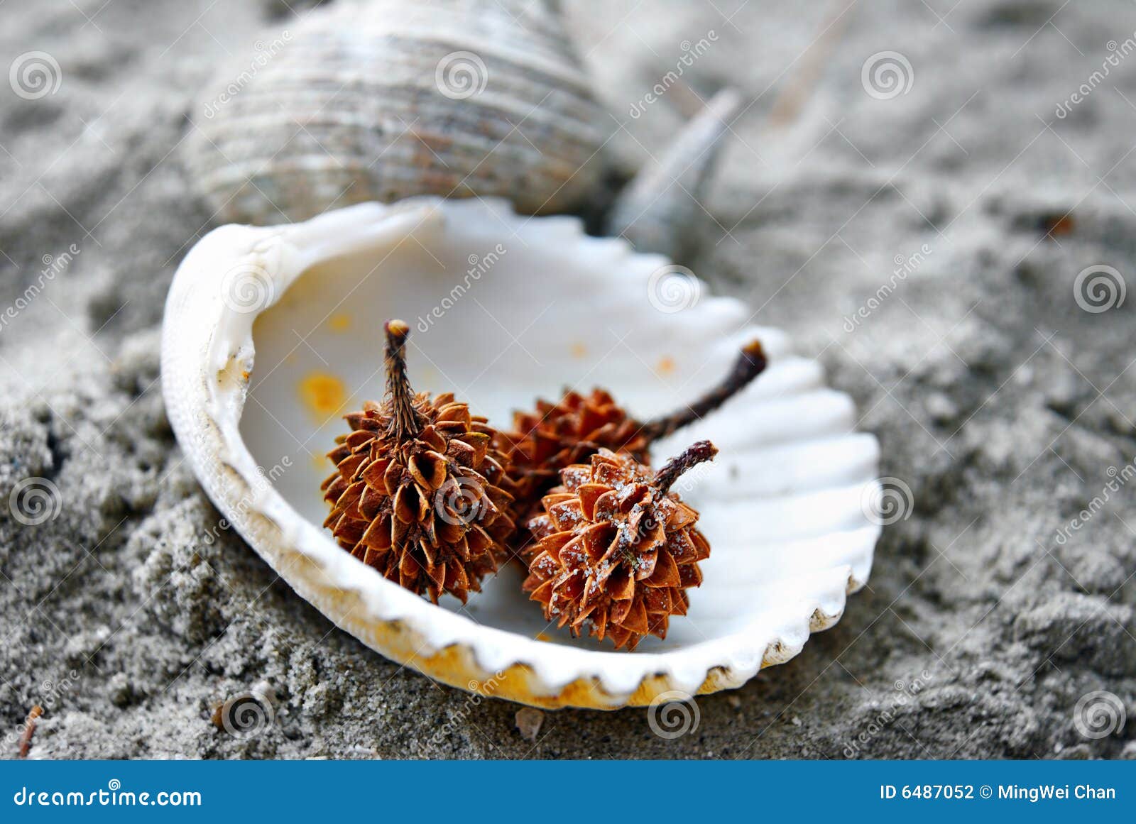 Spiky Seed on seashell stock photo. Image of nature, seed - 6487052