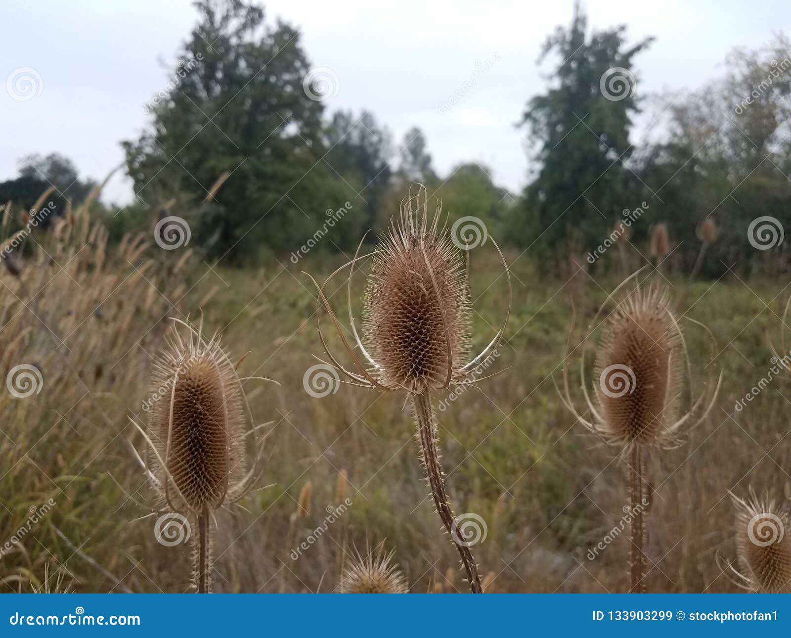 Spiky or Sharp Brown Weeds or Wildflower Teasel Plants Stock Image ...