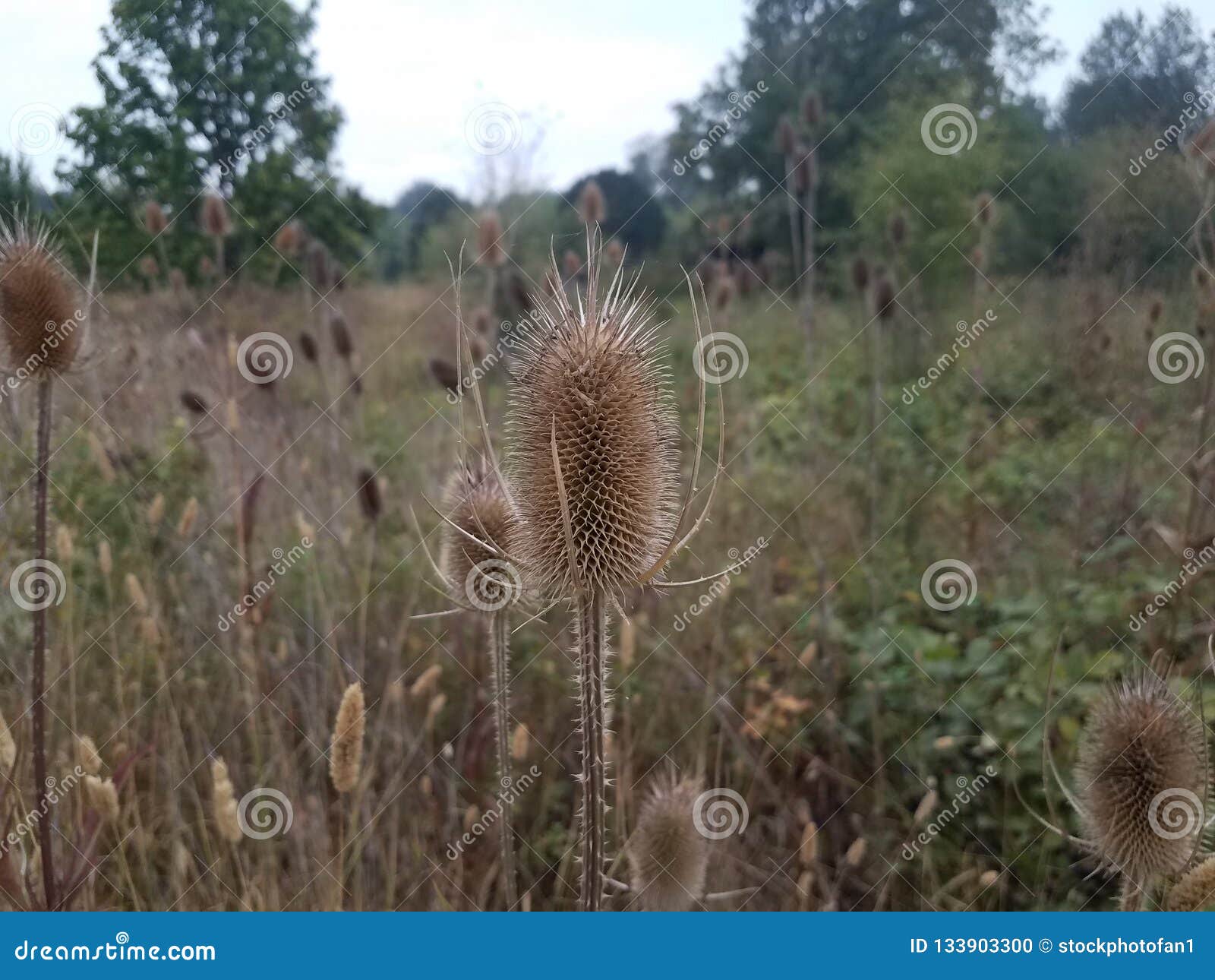 Spiky or Sharp Brown Weeds or Wildflower Teasel Plants Stock Photo ...