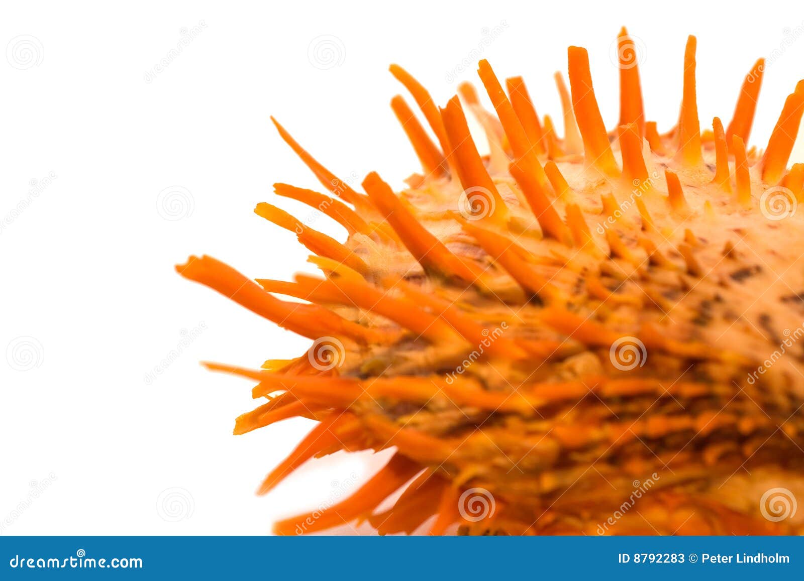 Spiky shell stock image. Image of shell, long, white, side - 8792283