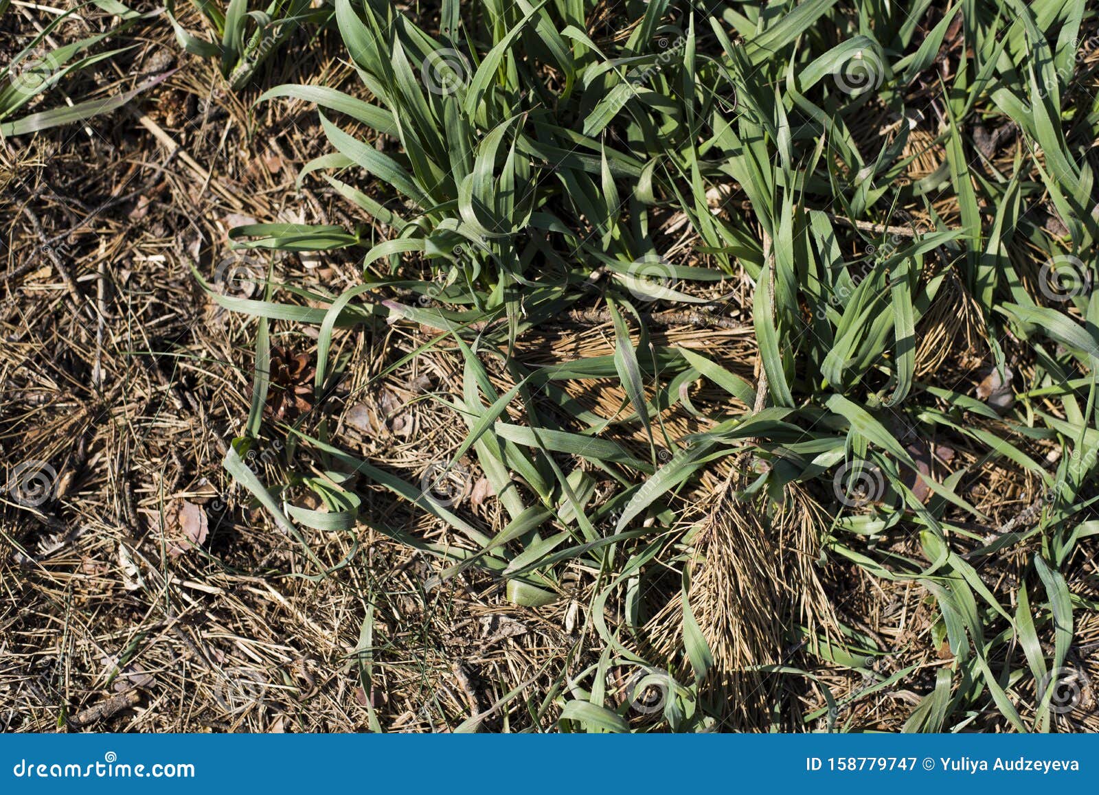 Spiky Soil with Green Grass in Spring Stock Image - Image of grass ...