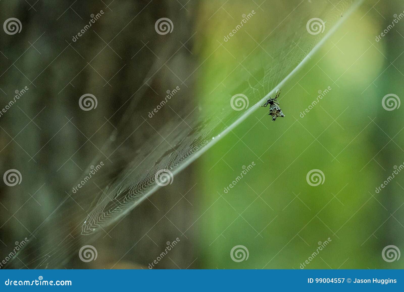 Spiky Spider in a Web between Two Trees Stock Image - Image of leaves ...