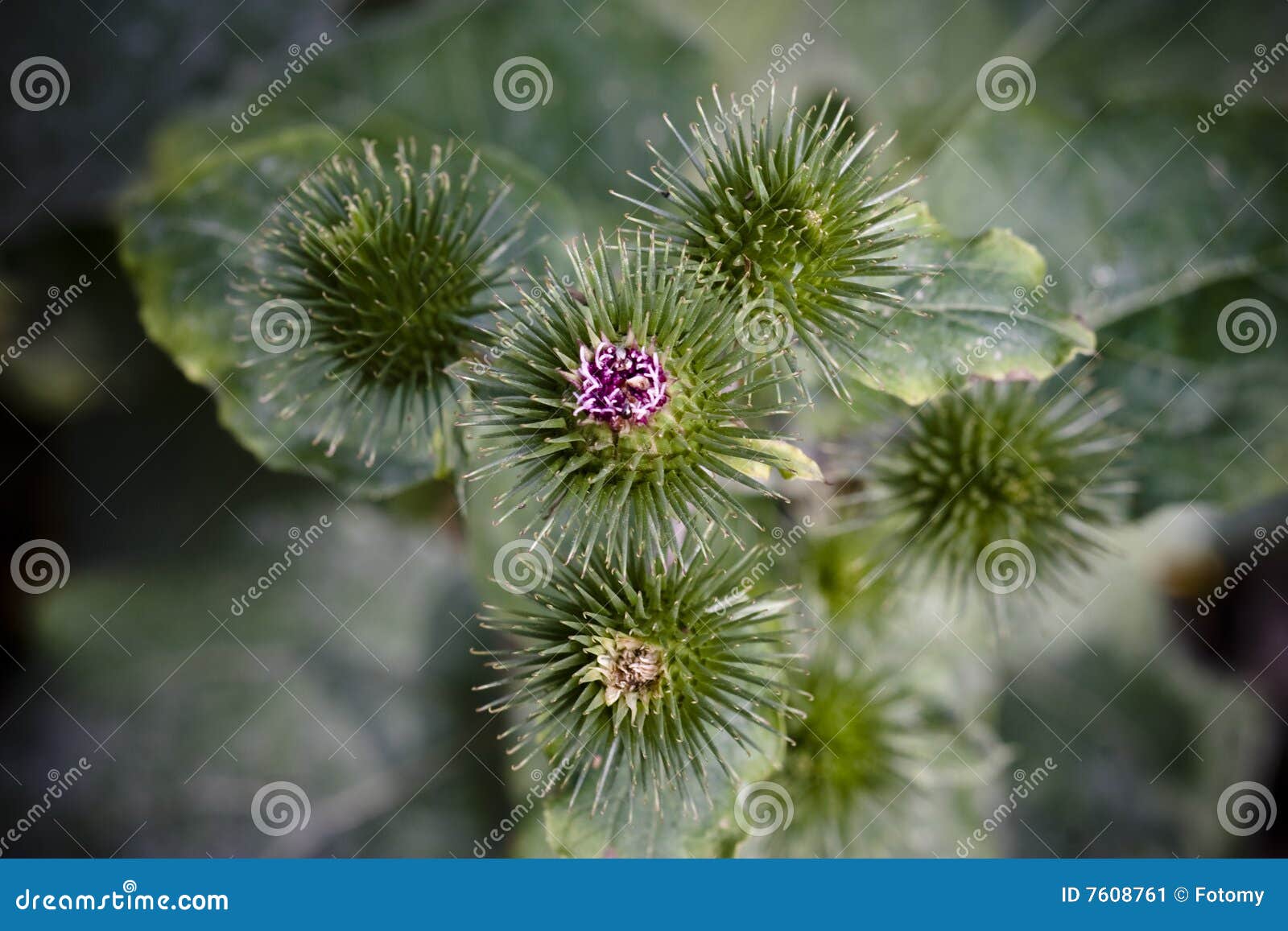 Spiky thistle plant stock image. Image of spikes, sharp - 7608761