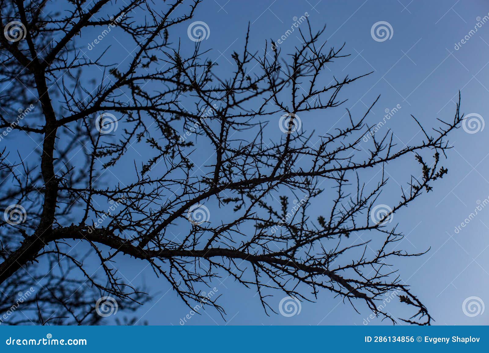 Spiky Tree Branches Against the Blue Sky. Prickly Tree Stock Photo ...