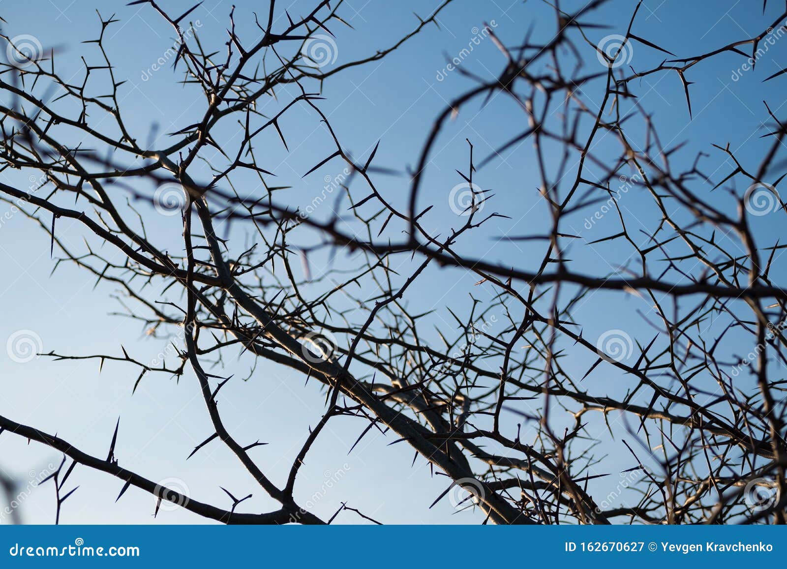Spiky Tree Branches. Prickly Tree. Tree with Thorny Branches without ...