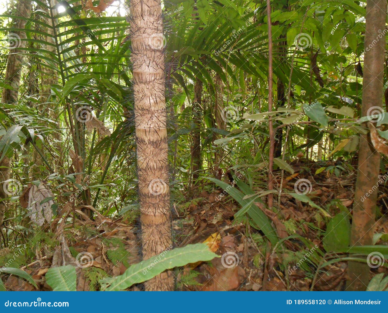 Spiky tree in forest stock photo. Image of sculpture - 189558120