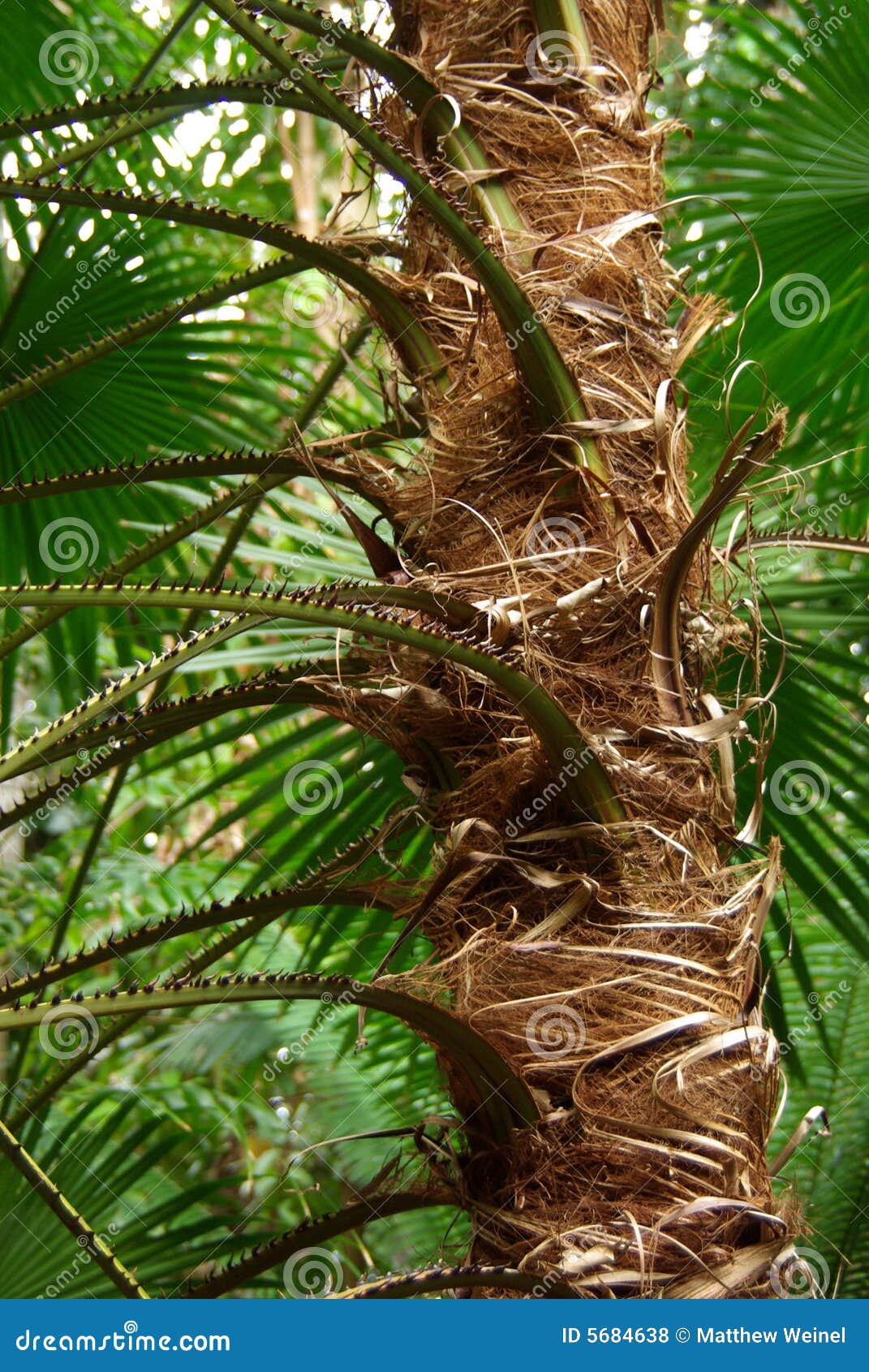 Spiky Tree Trunk stock photo. Image of furry, leaf, climate - 5684638