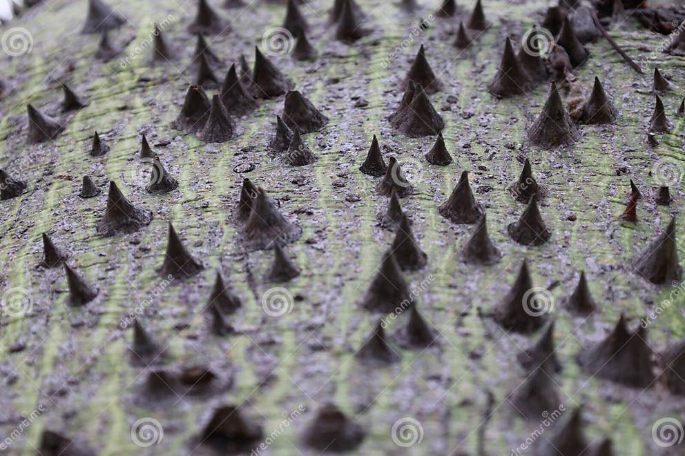 Spiky tree trunk stock image. Image of green, bark, bumpy - 352838153