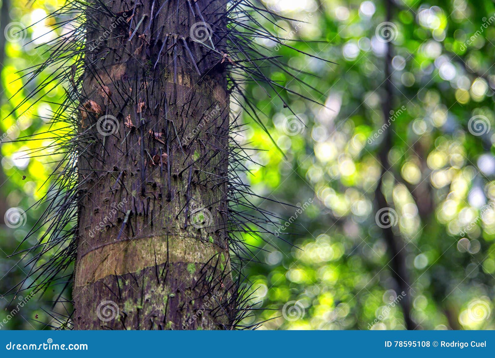 375 Spiky Tree Trunk Photos - Free & Royalty-Free Stock Photos from ...