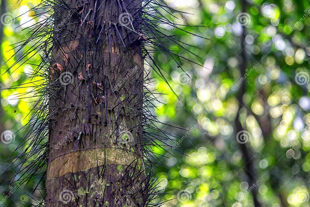 Spiky tree trunk stock photo. Image of succulent, needle - 78595108