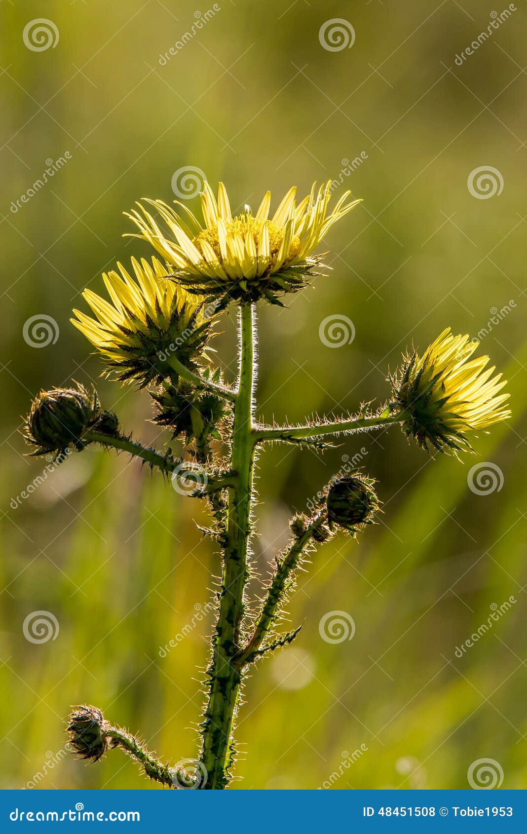 Spiky weed stock photo. Image of weed, nature, reserve - 48451508