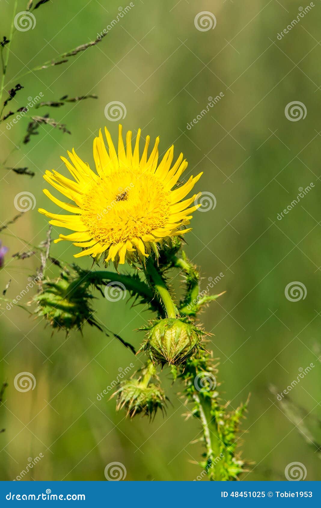 Spiky weed stock image. Image of yellow, natural, wild - 48451025