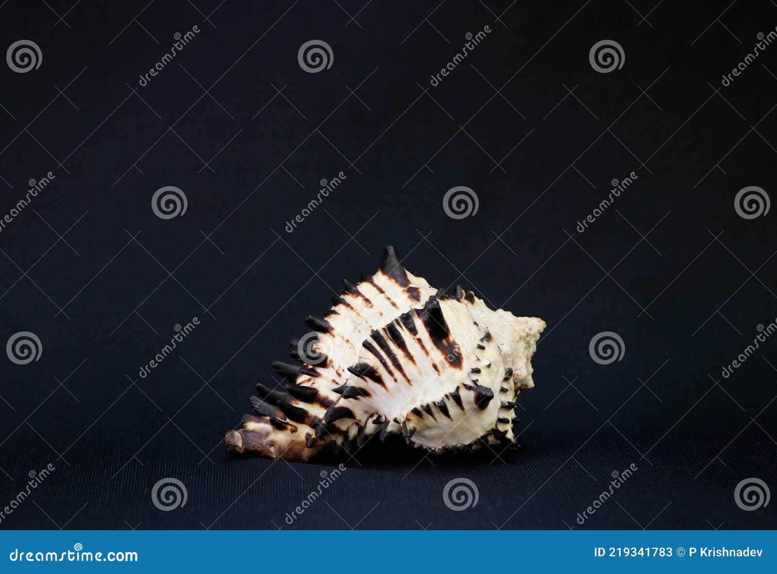 Spiky White Large Conch Shell Found in Sea Stock Image - Image of ...