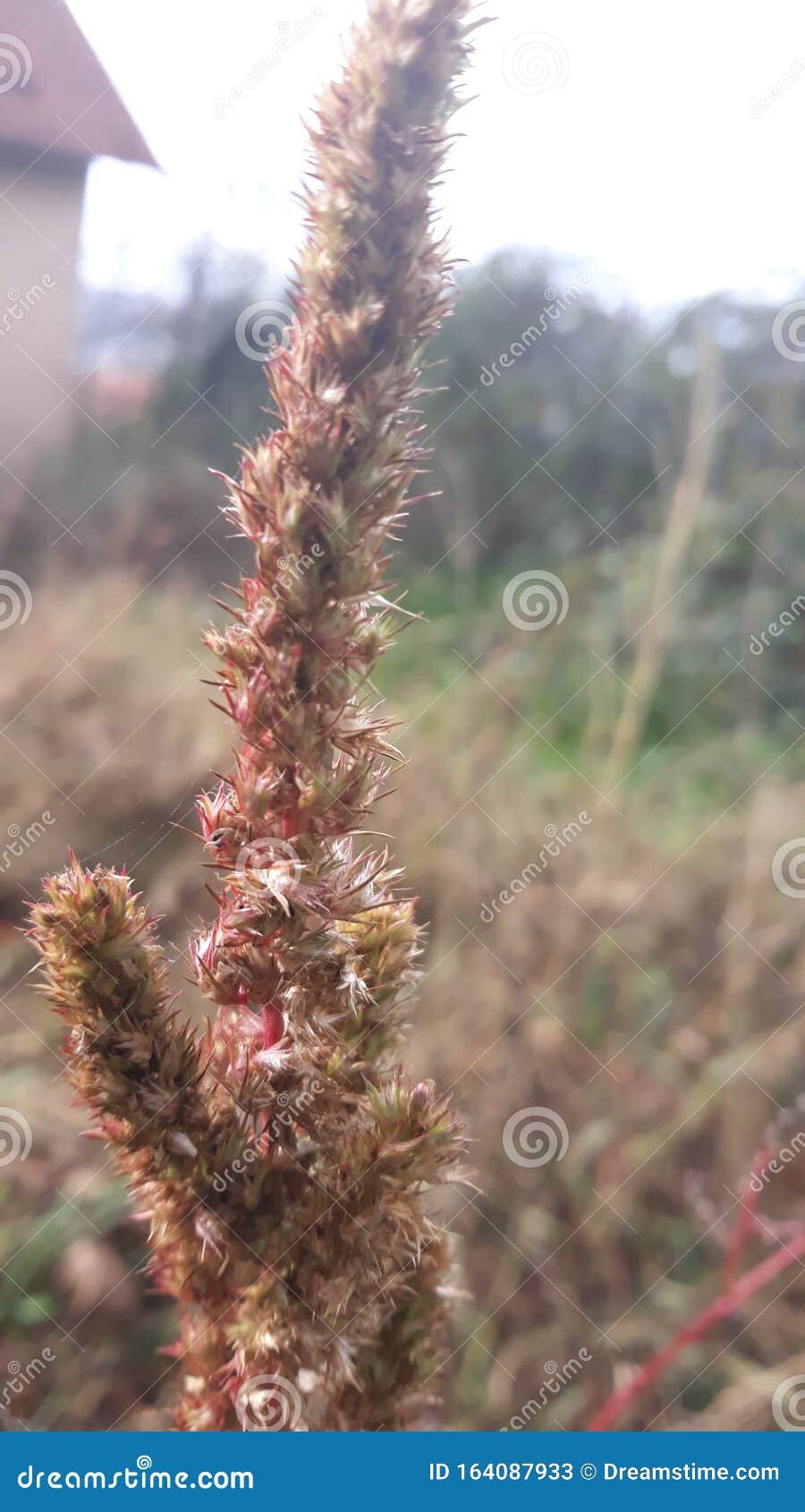 Spiky Wild Plant stock image. Image of plant, wild, spiky - 164087933