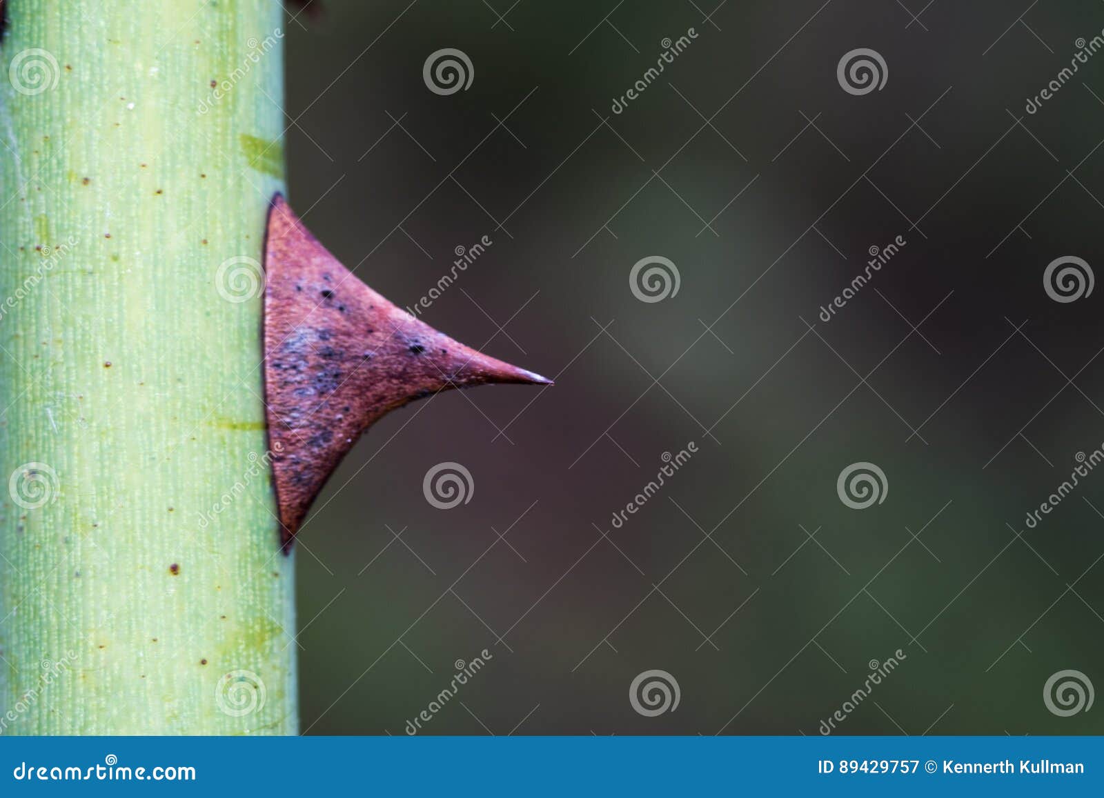 Spiky wild rose thorn stock image. Image of protect, detail - 89429757