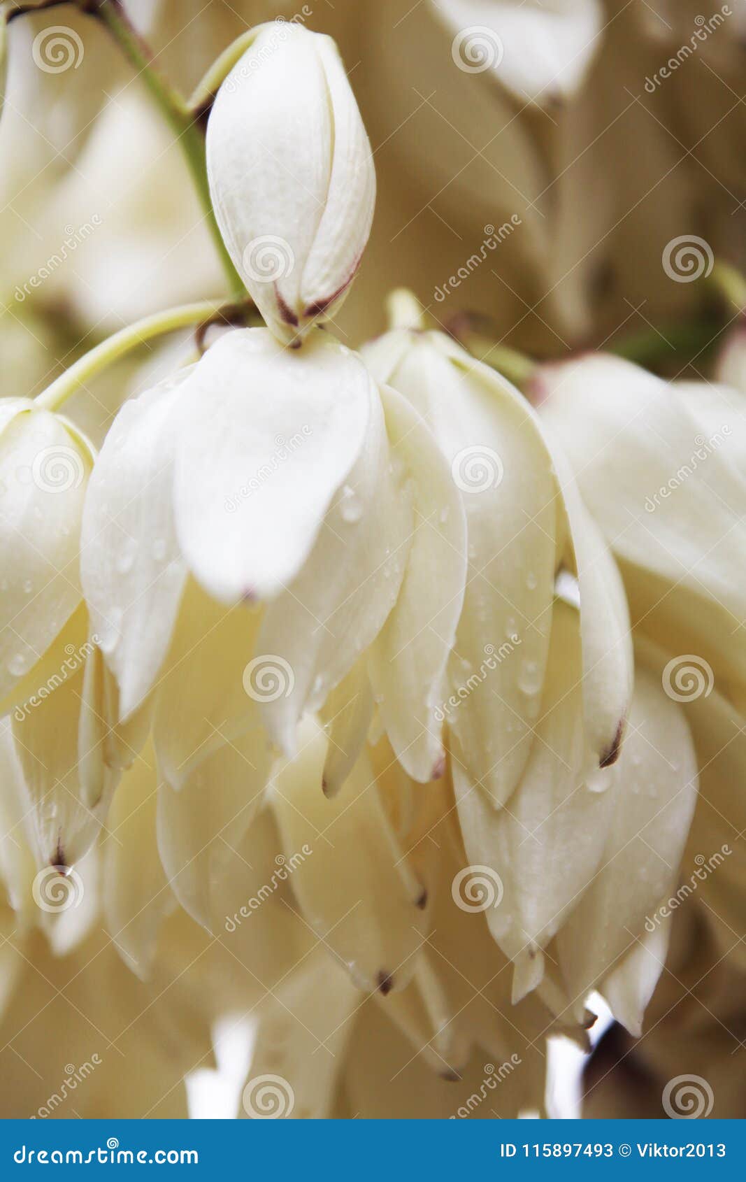 Yucca stock image. Image of flower, flowering, grow - 115897493