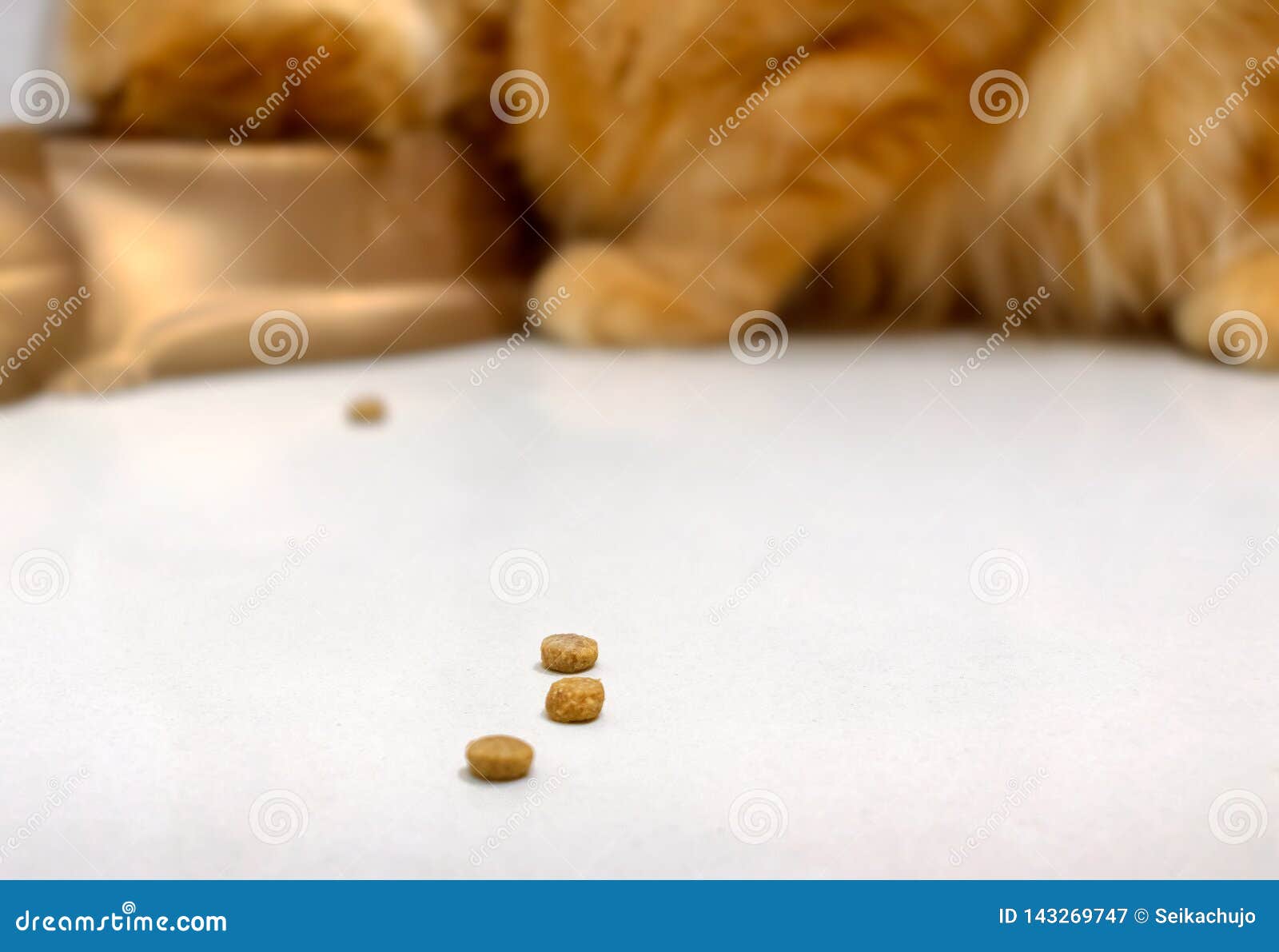 Spilled Processed Dry Cat Food on the Floor Stock Image - Image of ...