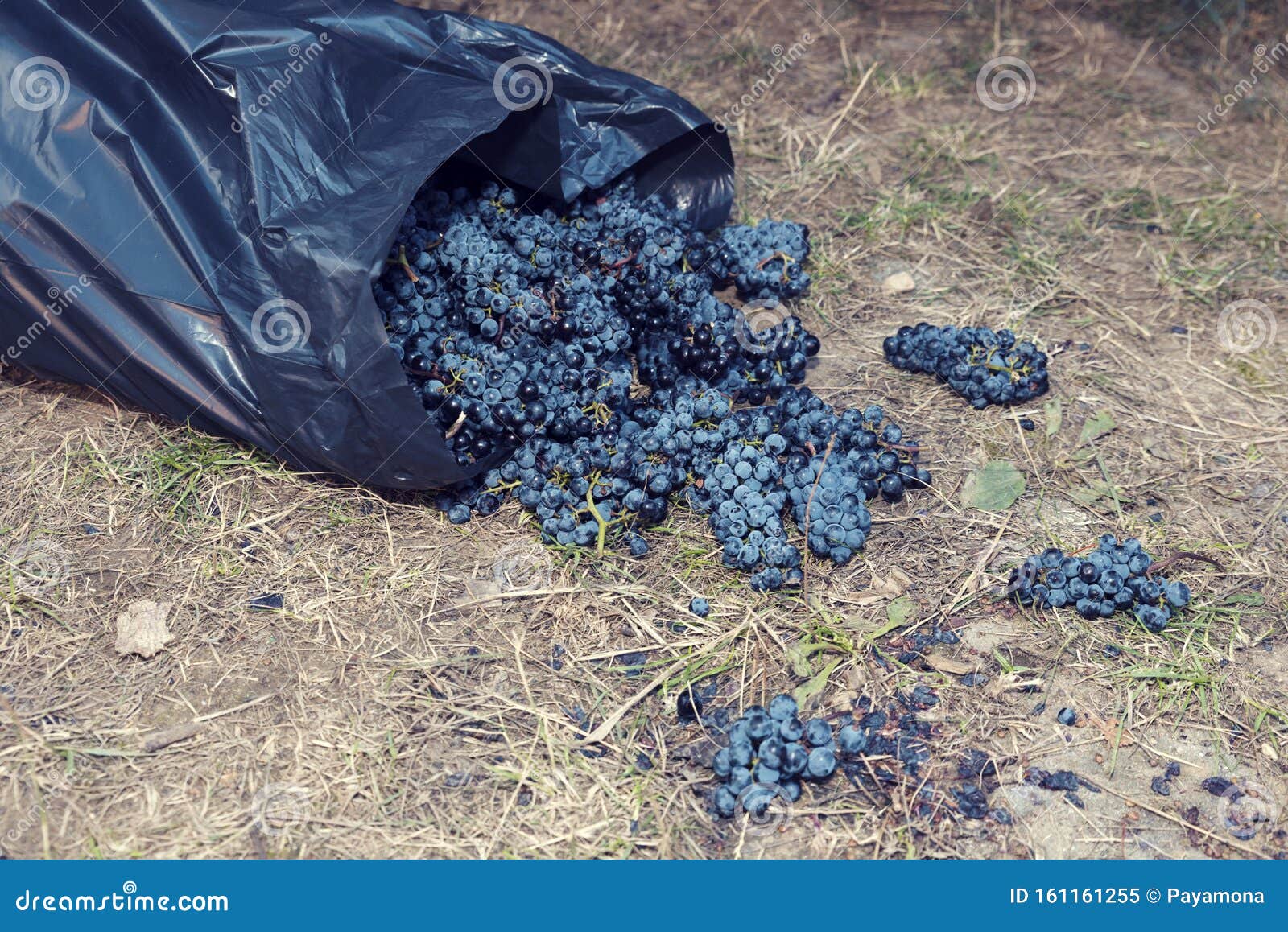 Spilled Red Grapes on a Ground from Black Plastic Bag Stock Image ...