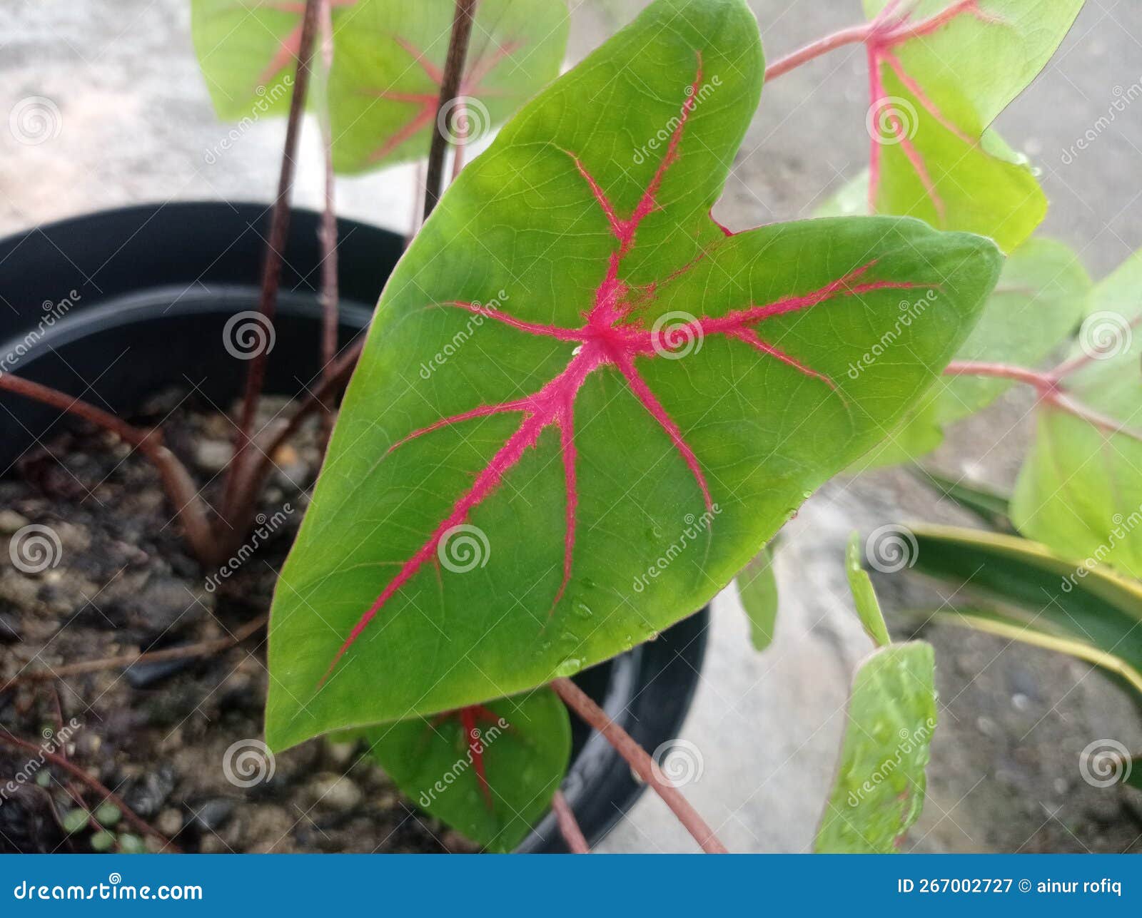 Spilled Rice Flower Leaves with Red Lines and Raindrops Stock Image ...